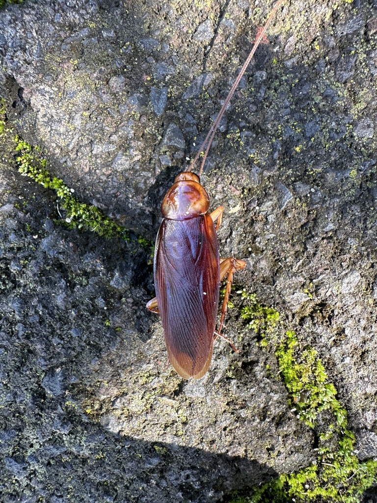 American Cockroach from Madeira Island, Funchal, Madeira, PT on January ...