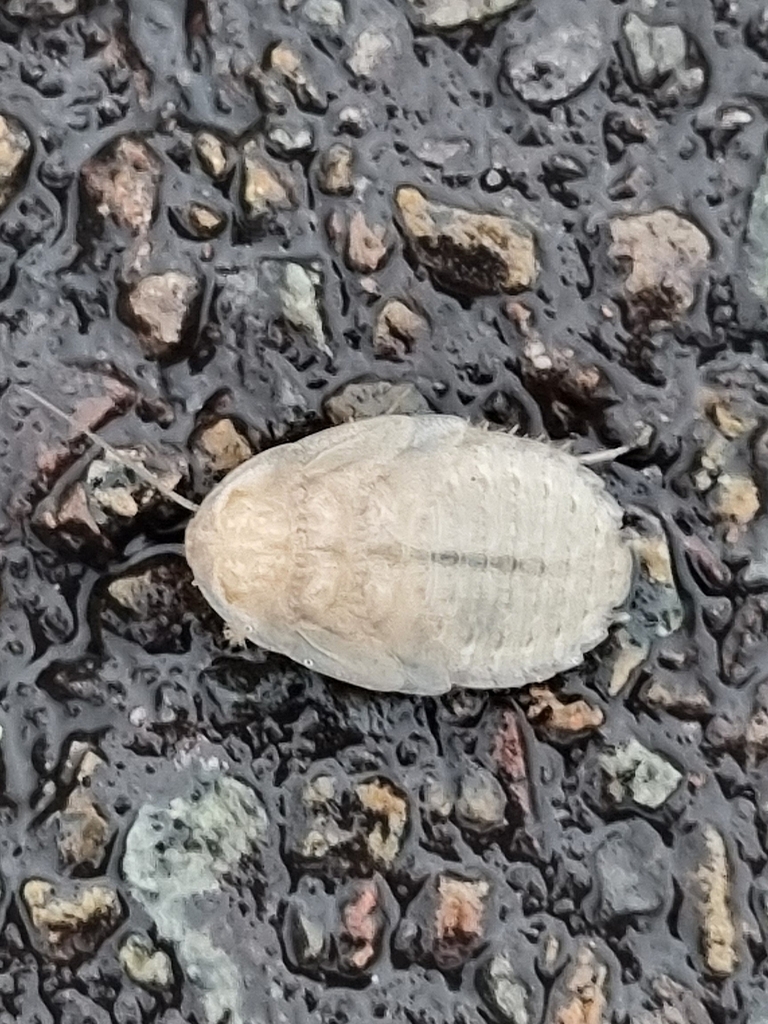 Giant Cockroaches from Sydney Olympic Park NSW 2127, Australia on ...