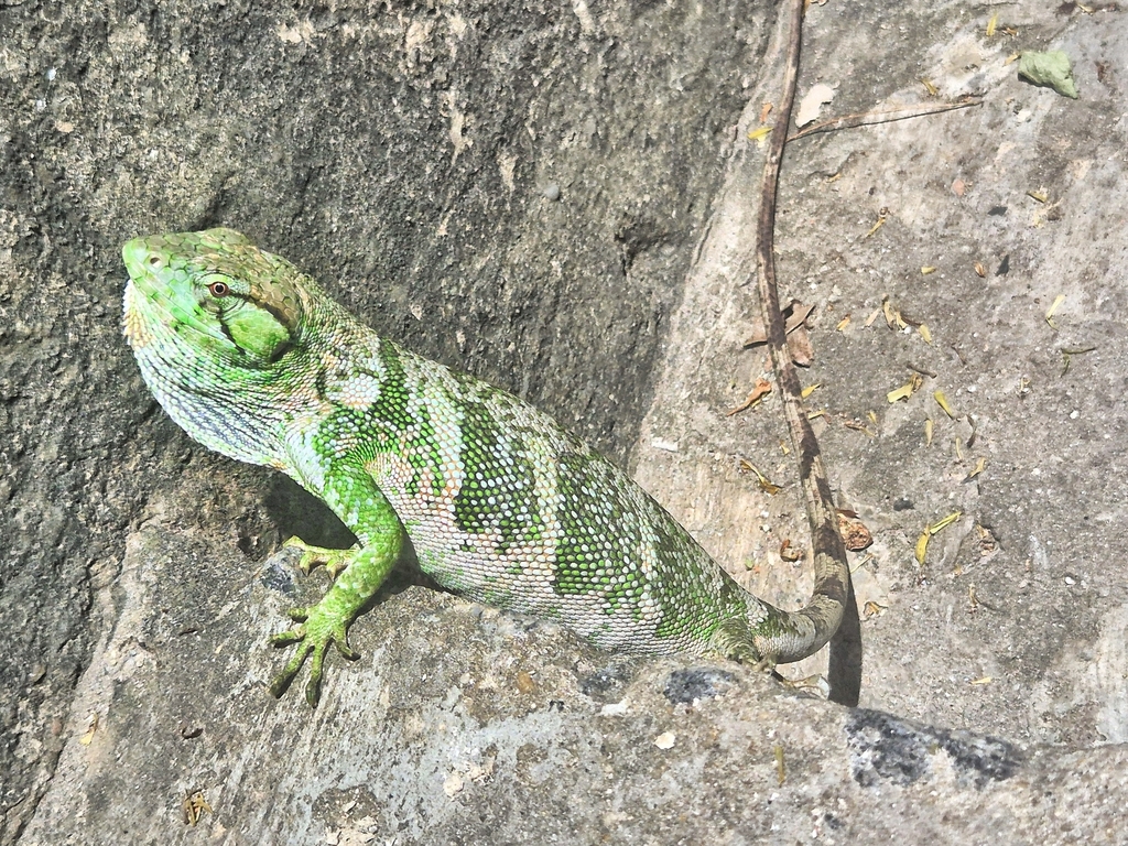 Common Monkey Lizard from Taio, Arraial do Cabo - RJ, 28930-000, Brasil ...