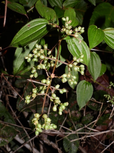 Aciotis acuminifolia · iNaturalist