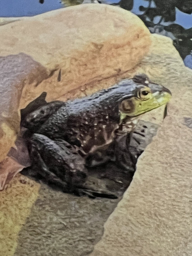 American Bullfrog from Honey Creek Rd SE, Conyers, GA, US on September ...