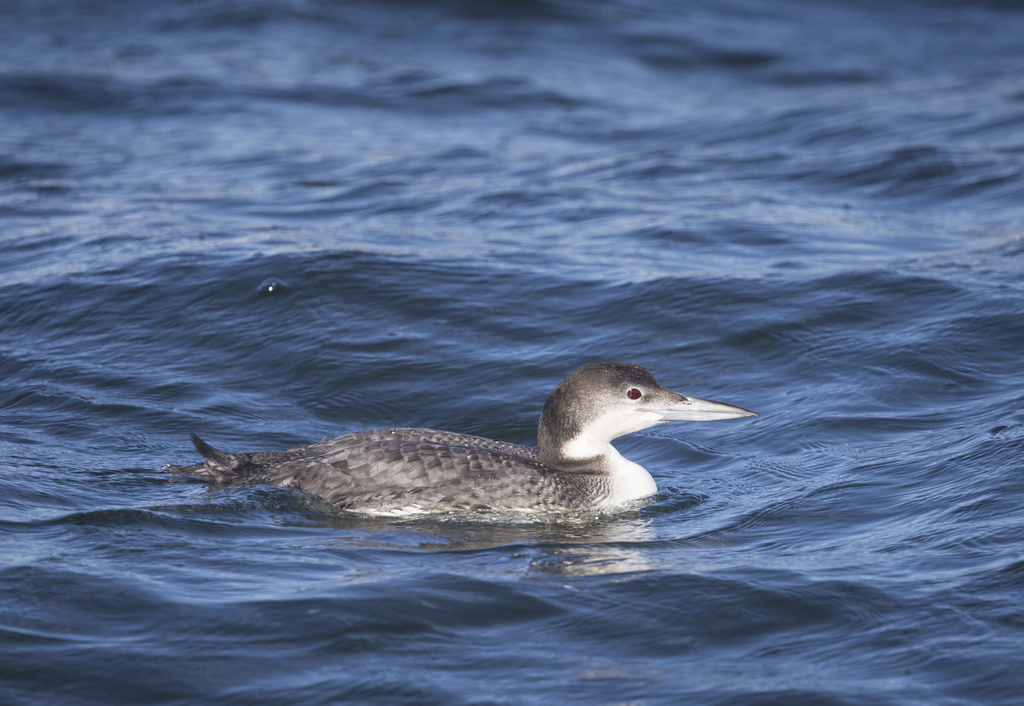 Common Loon from Point Pleasant Beach, New Jersey 08742, USA on January ...