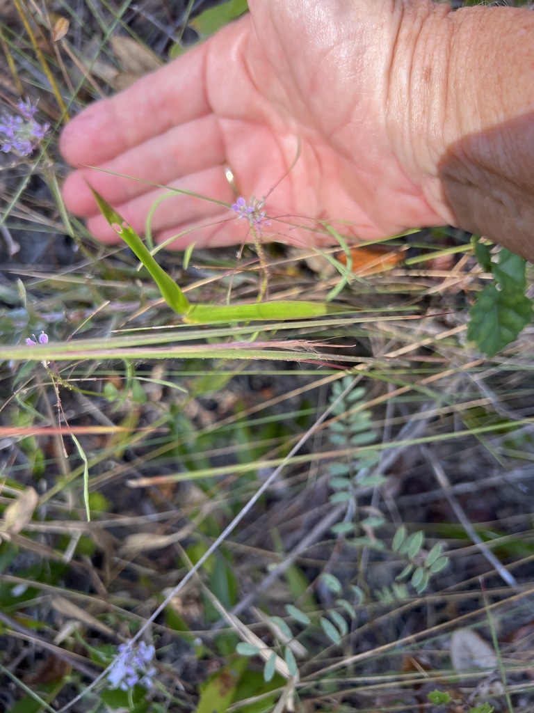 Wide-leaf warea in October 2024 by rmulholl. With seed heads · iNaturalist