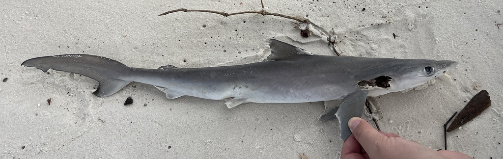 Atlantic Sharpnose Shark from Gulf of Mexico, FL, US on January 29 ...