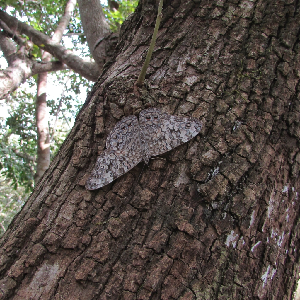 Hamadryas februa ferentina from 29130 Chis., México on January 3, 2025 ...