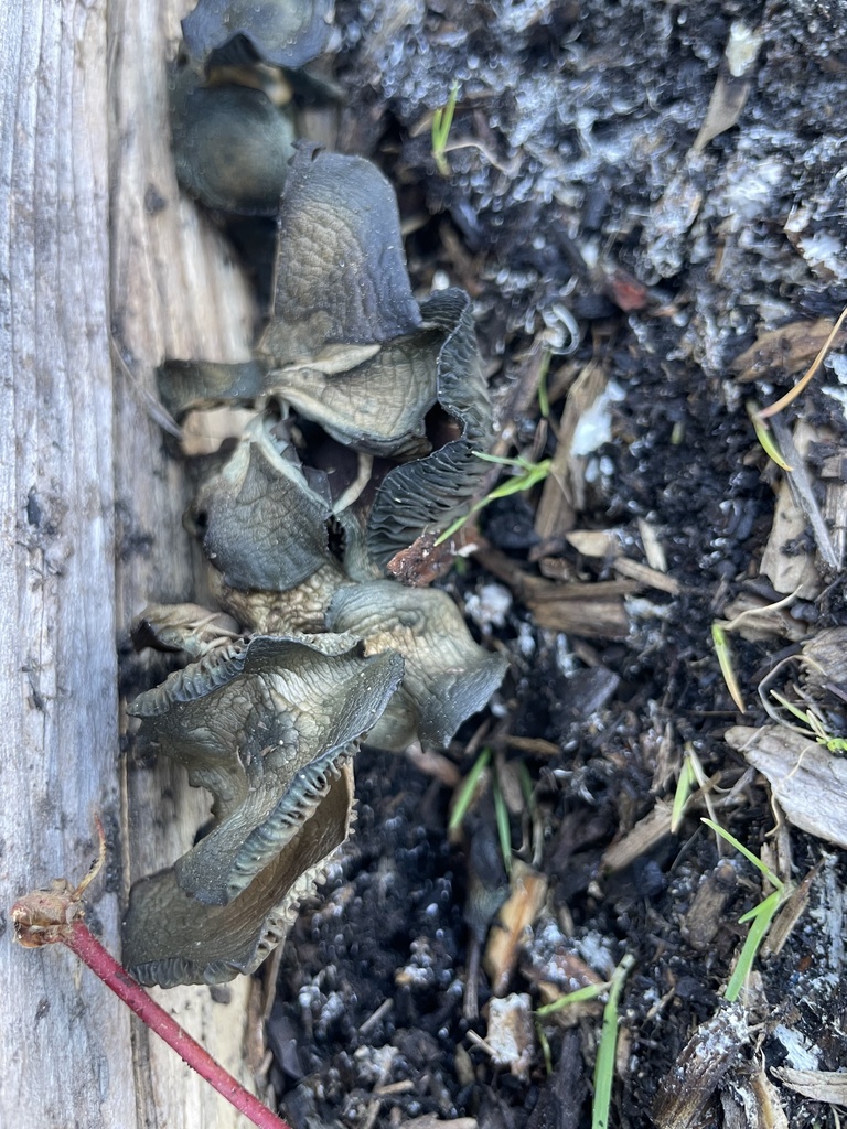 Wavy Cap in January 2025 by catbunz · iNaturalist
