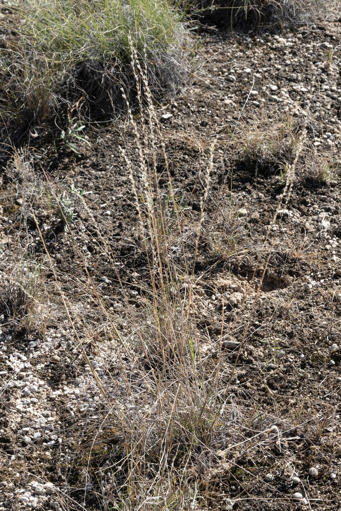 Slim Tridens from Pedernales Falls State Park, Round Mountain, TX, US ...