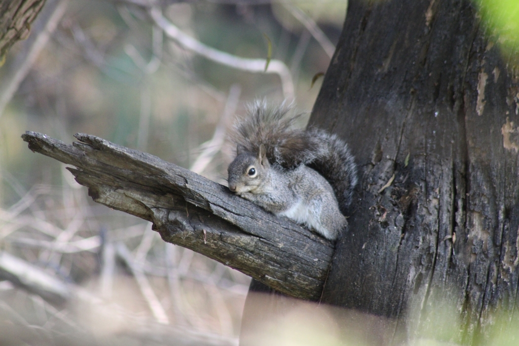Allen's Squirrel from Sin Nombre de Col 33, Guadalupe, N.L., México on ...