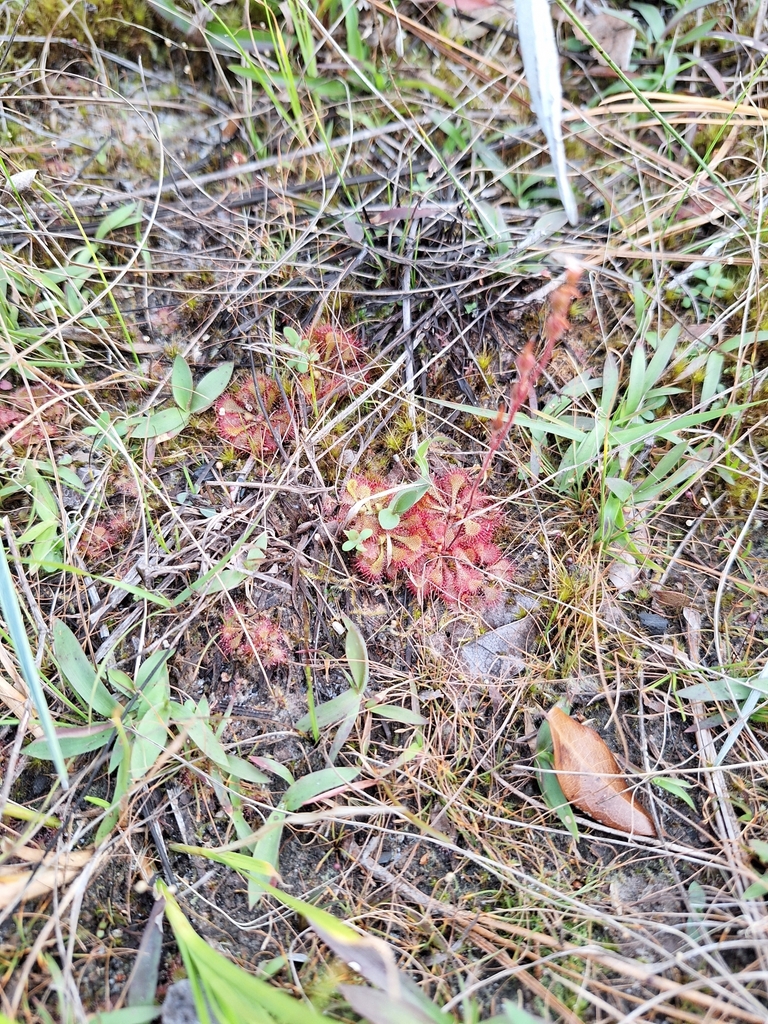 dwarf sundew from Alafaya, FL 32826, USA on January 29, 2025 at 04:20 ...