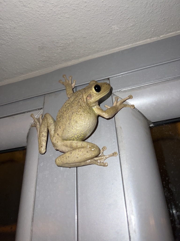 Cuban Tree Frog in January 2025 by Kyle Klotz · iNaturalist