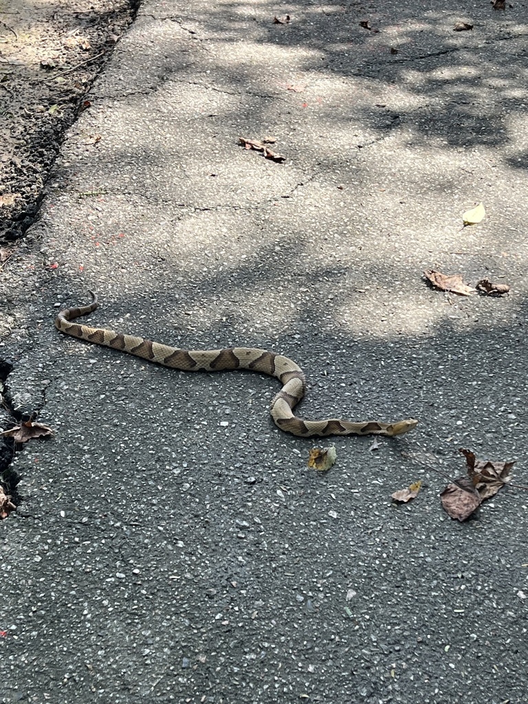 Eastern Copperhead from W Palmetto St, Florence, SC, US on September 21 ...