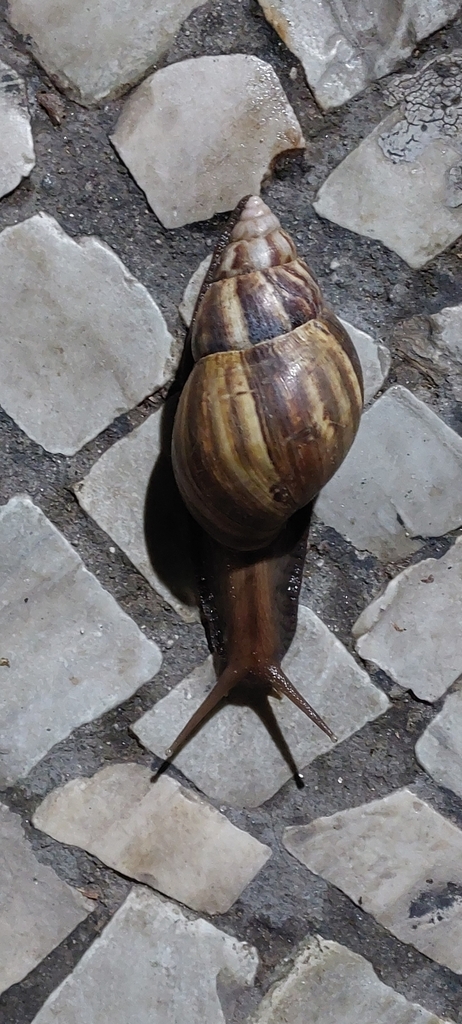African Giant Snail from Tijuca, Rio de Janeiro - RJ, 20540, Brasil on ...