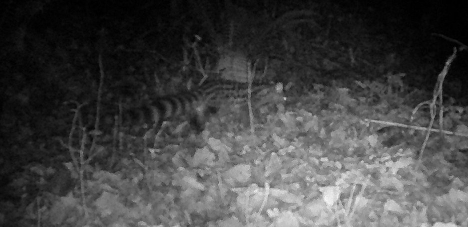 Northern Small-spotted Genet from 81500 Lugan, France on December 28 ...