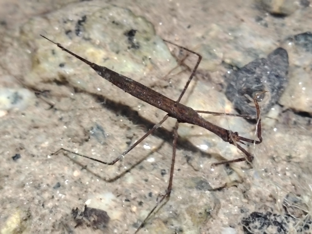 Ranatrinae from Karangan, Kedah, Malaysia on January 25, 2025 at 10:31 ...
