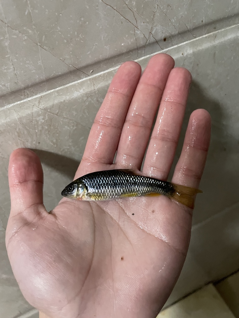 Acrossocheilus from 广宁县, 肇庆市, 广东省, CN on January 30, 2025 at 06:22 PM ...