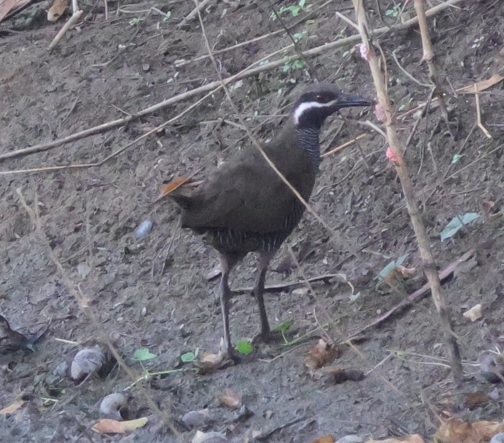 Barred Rail from 1472, San Leonardo, Nueva Ecija, Philippinen on January 30, 2025 at 07:12 AM by ...