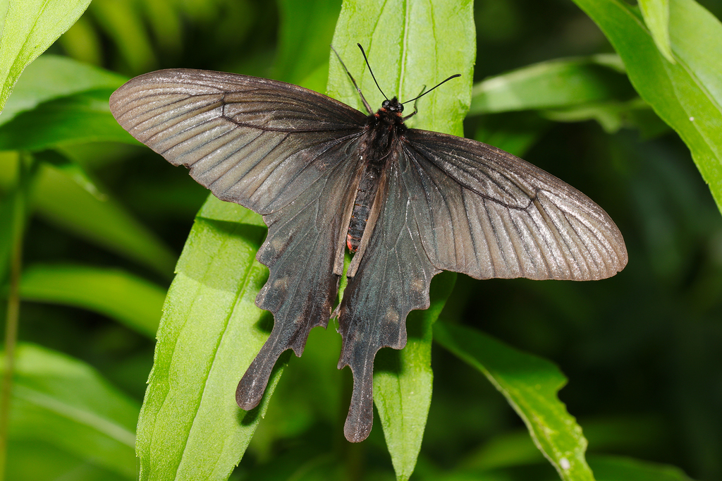 Byasa alcinous alcinous from 日本、神奈川県横浜市磯子区 on May 04, 2024 at 11:47 AM ...