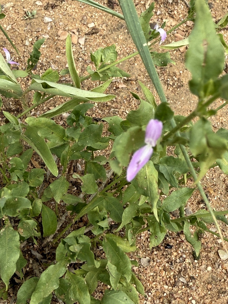 Foldwings from Otjozondjupa, NA on January 30, 2025 at 11:34 AM by ...