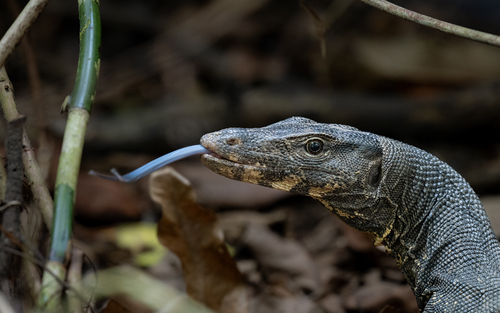 Andaman Water Monitor (Subspecies Varanus salvator andamanensis ...