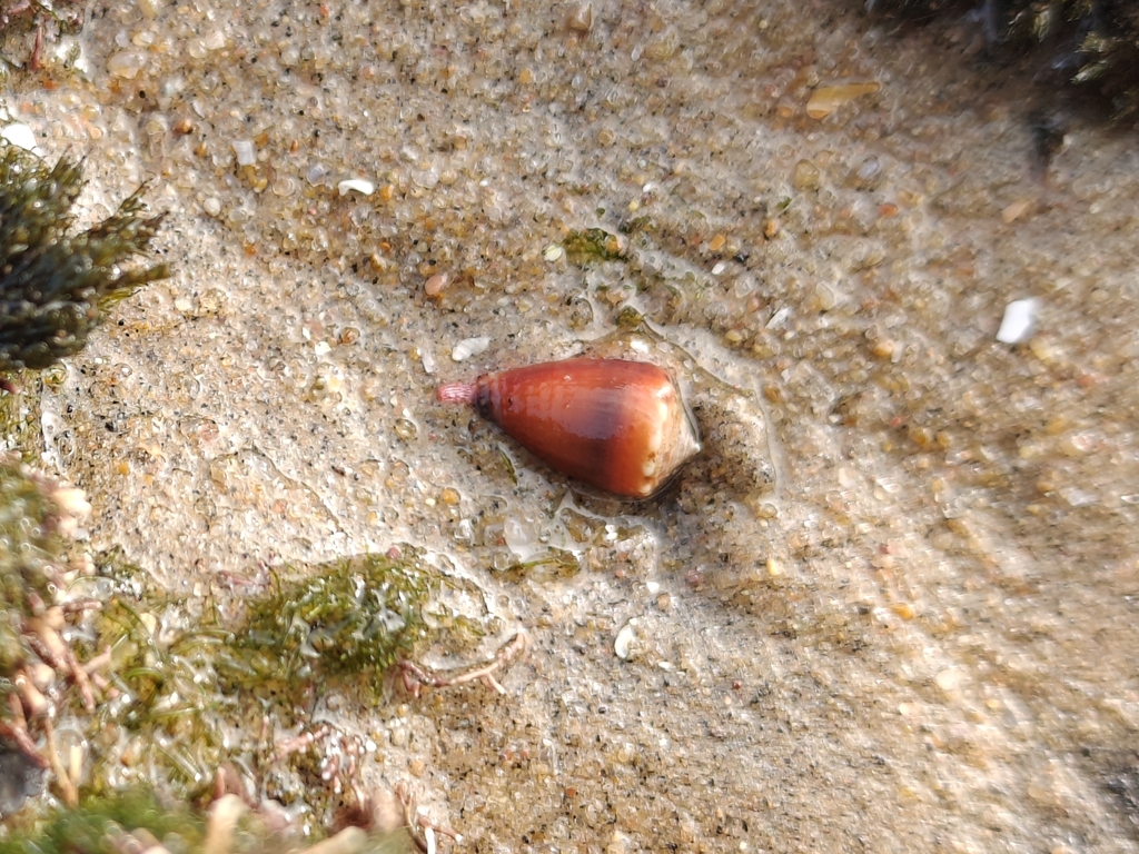 Ringed Cone from YMCA building, Terrace, Kirlampudi Layout, Chinna ...