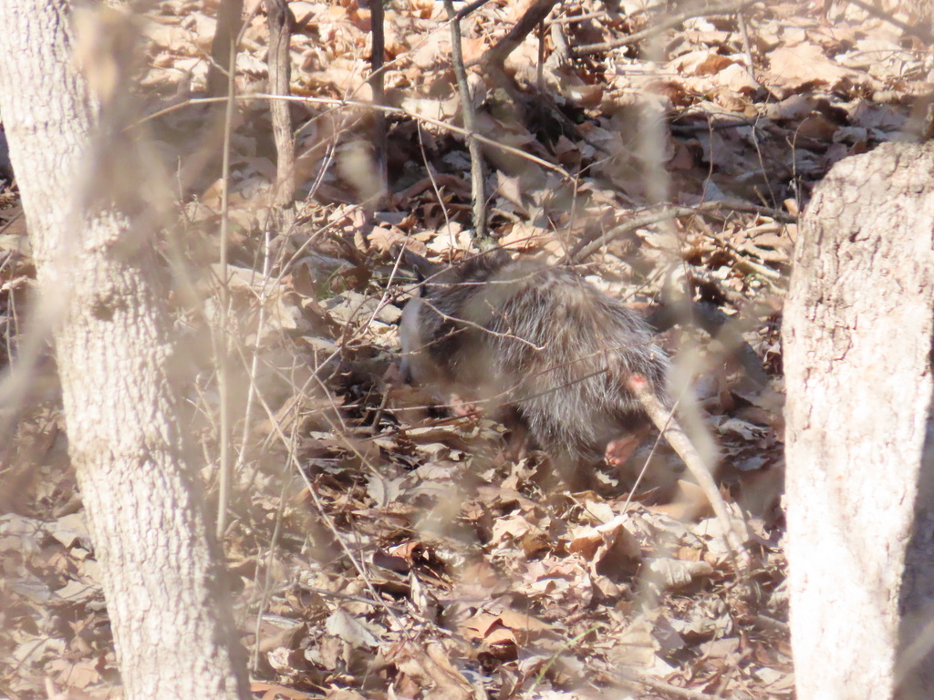 Virginia Opossum from Weston Bend State Park, Weston, MO, US on January ...