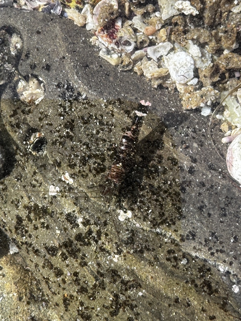 Red-banded Transparent Shrimp from Gulf of Santa Catalina, Newport ...