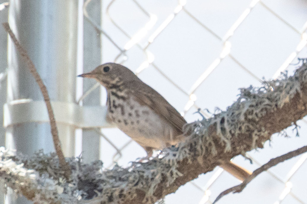 Hermit Thrush from Jeff Davis County, TX, USA on May 8, 2024 at 11:58 ...