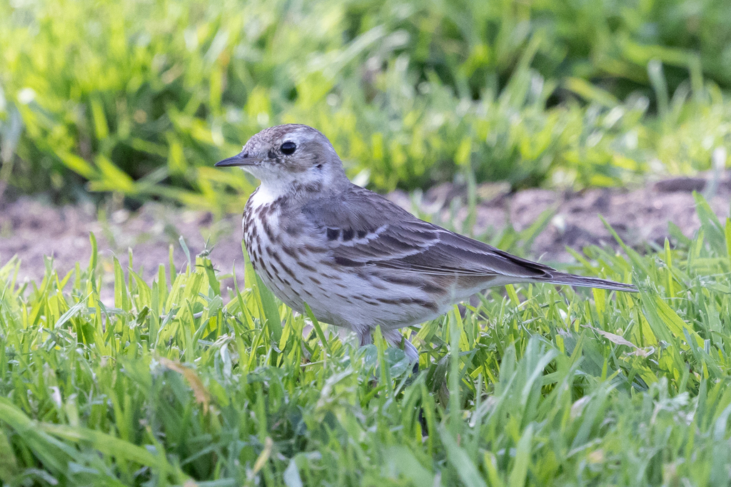American Pipit from Ocean Beach, San Diego, CA, USA on January 30, 2025 ...