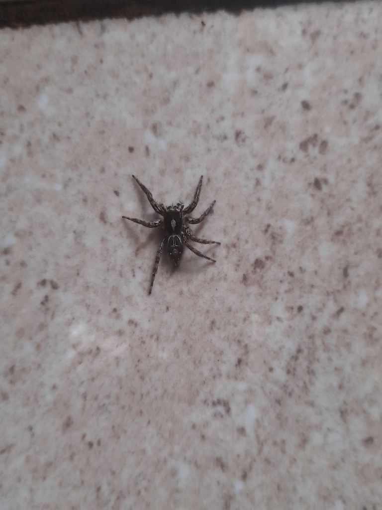 Typical Jumping Spiders in January 2025 by A_Vijayarathna · iNaturalist