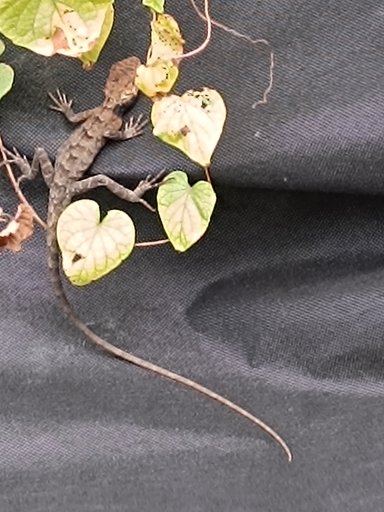 Calotes wangi wangi from 香港大嶼山 on January 31, 2025 at 01:33 PM by Suk ...