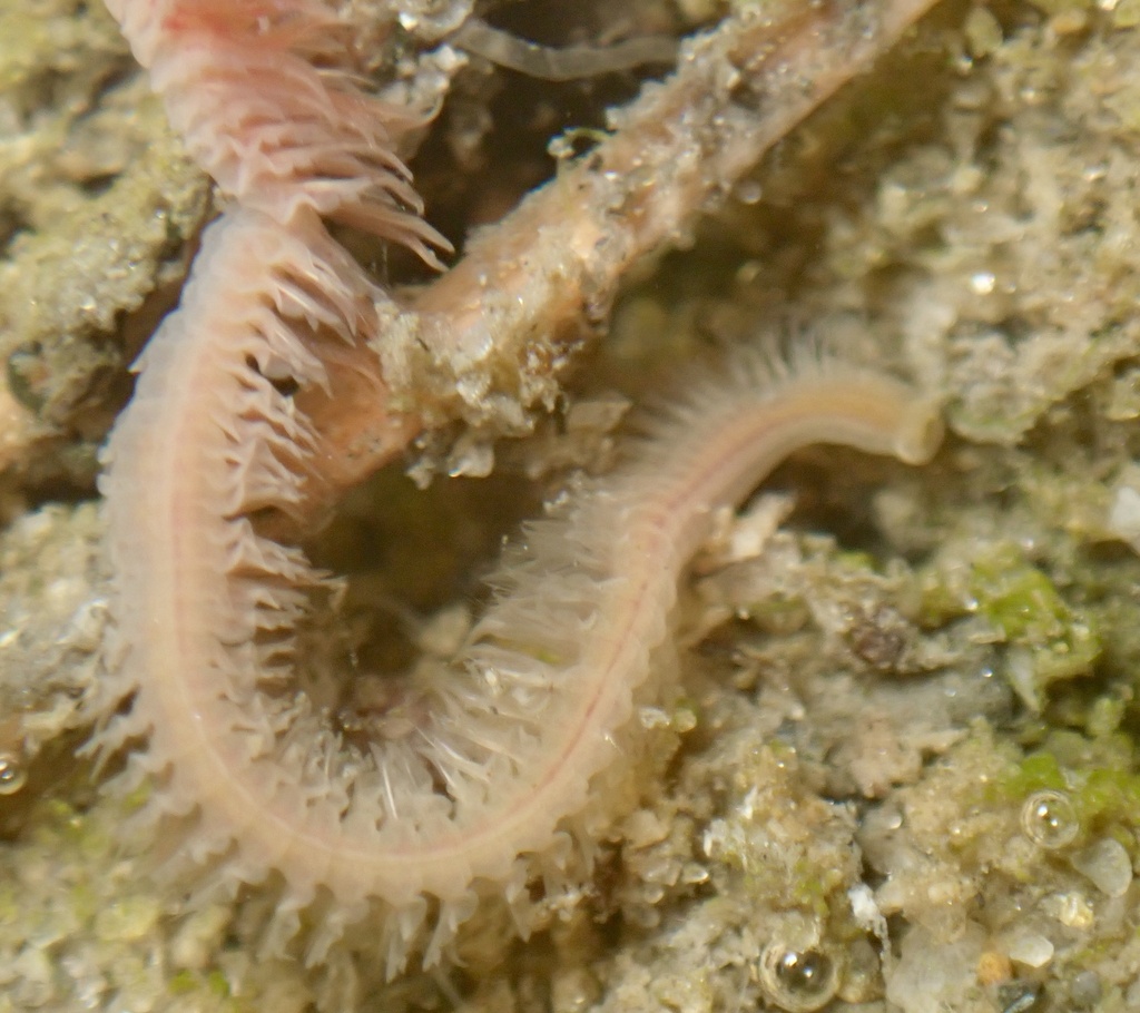 Orbiniidae from Shore Sunset Bay, Huntington Beach, CA, US on January ...