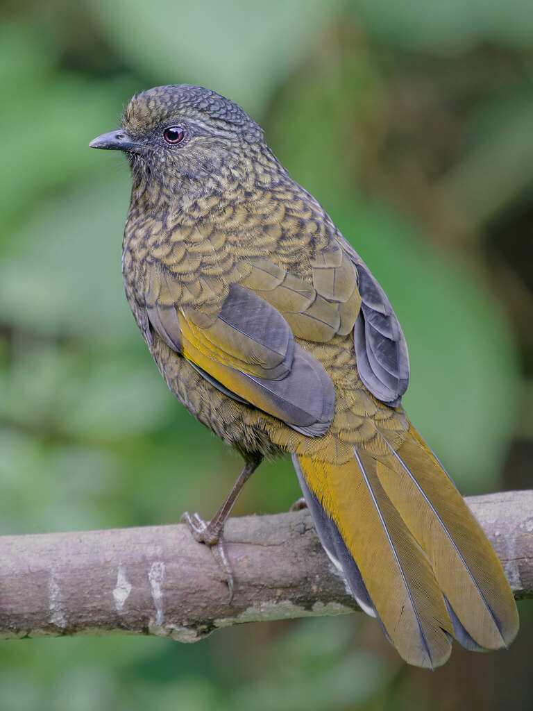 Scaly Laughingthrush from Baihualing, Longyang District, Baoshan, China ...