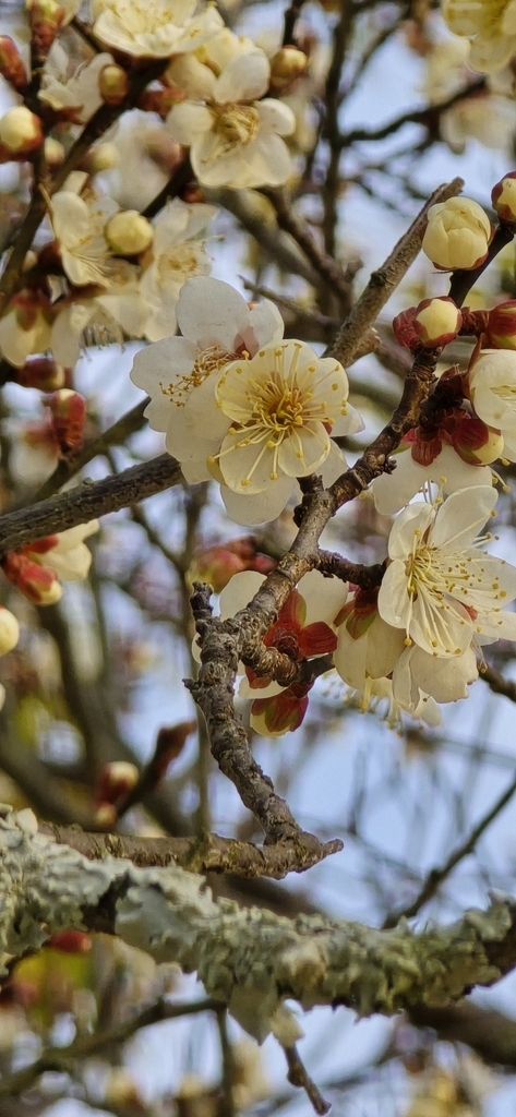 Flowering Apricot from Japan, 〒790-0008 Ehime, Matsuyama, Marunouchi, 1 ...
