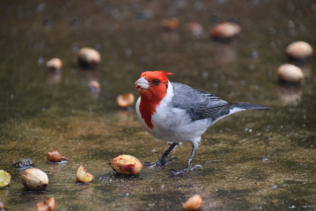 Red-crested Cardinal from Diamond Head / Kapahulu / St. Louis Heights ...