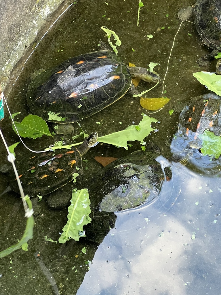 Common thread turtle from 臺灣島, 潮州鎮, 屏東縣, TW on January 31, 2025 at 04: ...