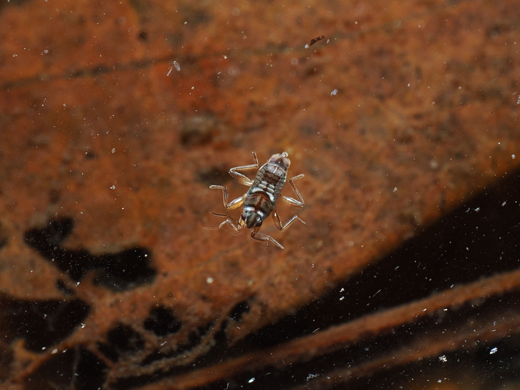 Microvelia from 澳門聖方濟各堂區 on January 30, 2025 at 03:24 PM by Kit Chang ...