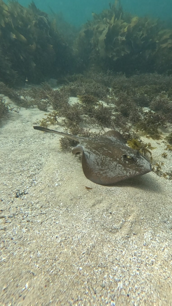 Common Stingaree from North Steyne opp Carlton St, Manly NSW 2095 ...