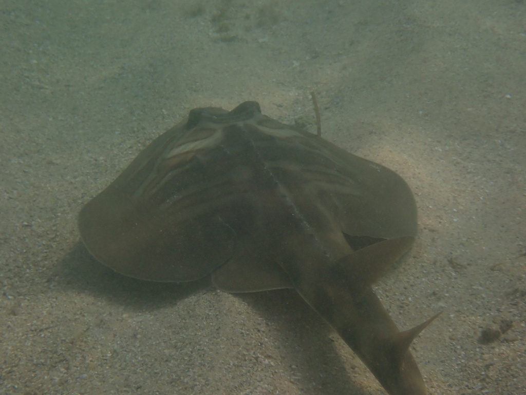 Banjo Ray from Cabbage Tree Bay, Manly, NSW, AU on January 31, 2025 at ...