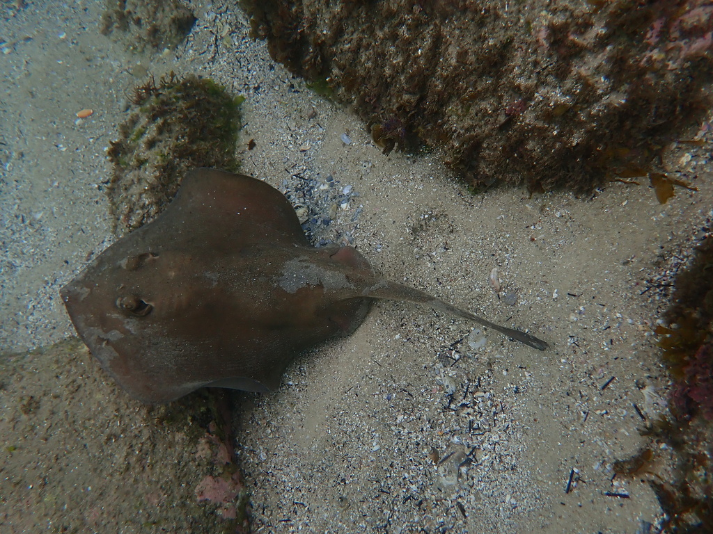 Common Stingaree from Cabbage Tree Bay, Manly, NSW, AU on January 31 ...