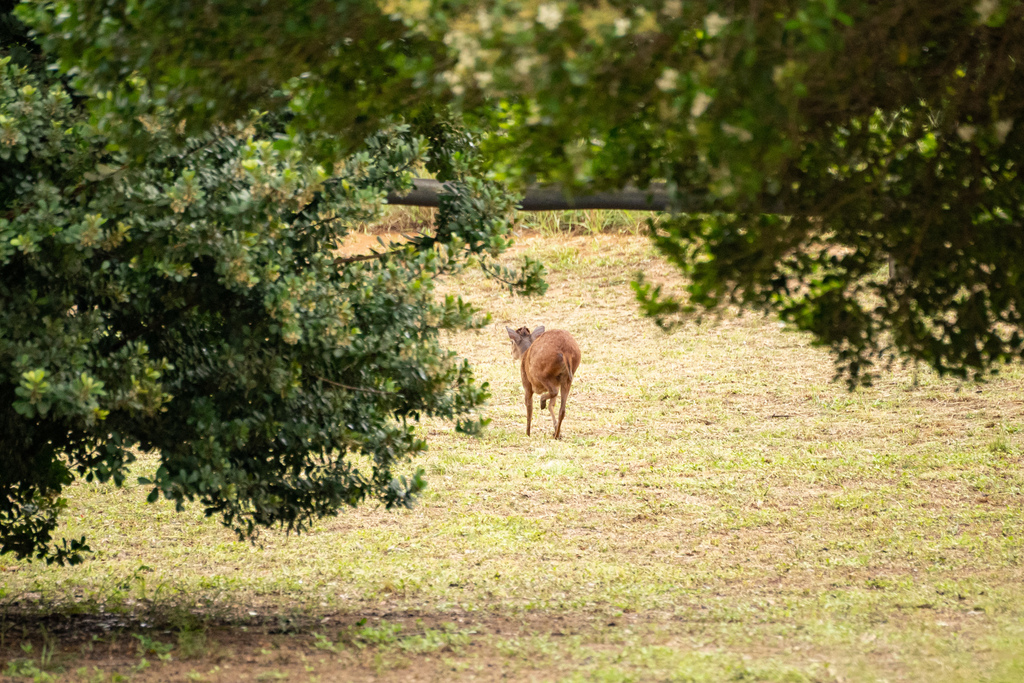 Natal Duiker from Nkundwini, South Africa on January 14, 2025 at 07:43 ...