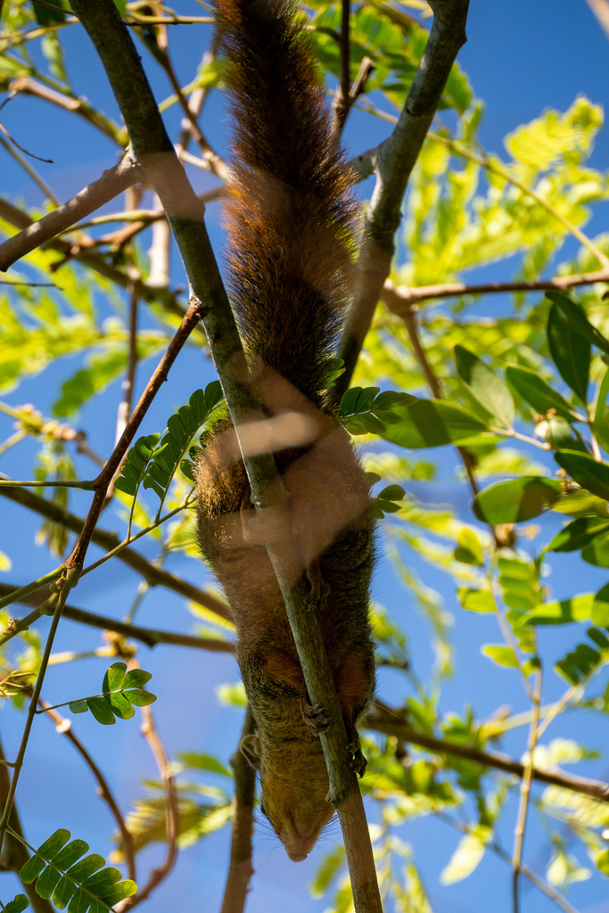 Red Bush Squirrel from Nkundwini, South Africa on January 20, 2025 at ...