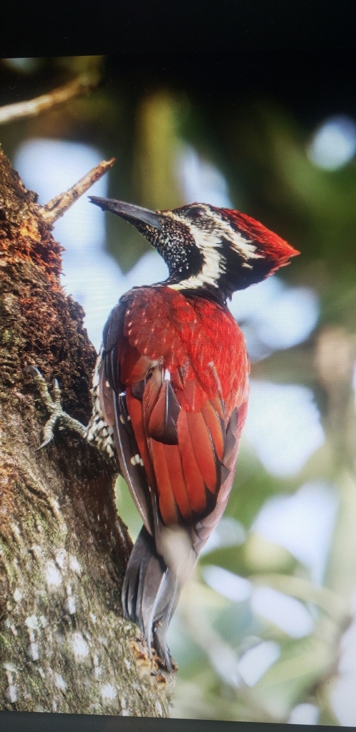 Red-backed Flameback from XMCW+M2H Данденья Фарм, Ерюгамува, Dikwella, Шри-Ланка on January 31 ...