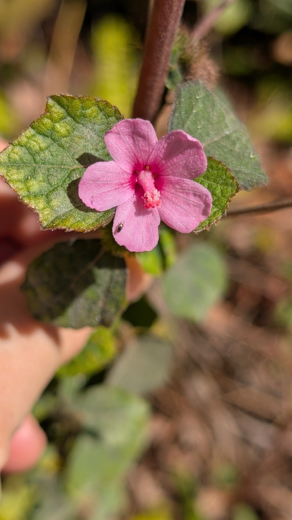 Caesar weed from Jupiter Farms, FL 33478, USA on January 31, 2025 at 10 ...