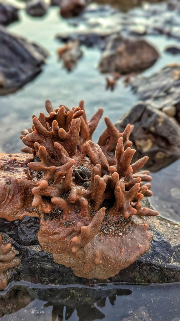 Sea Anemones and Corals from Juhu Koliwada Beach on January 30, 2025 by ...