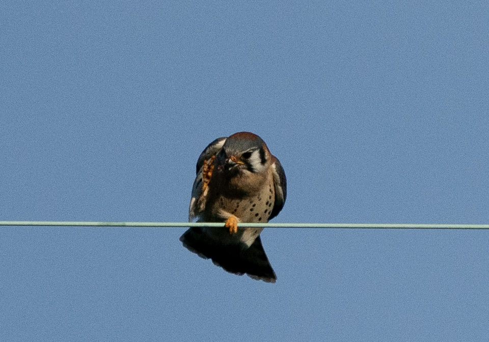 American Kestrel from Contra Costa County, CA, USA on January 30, 2025 ...