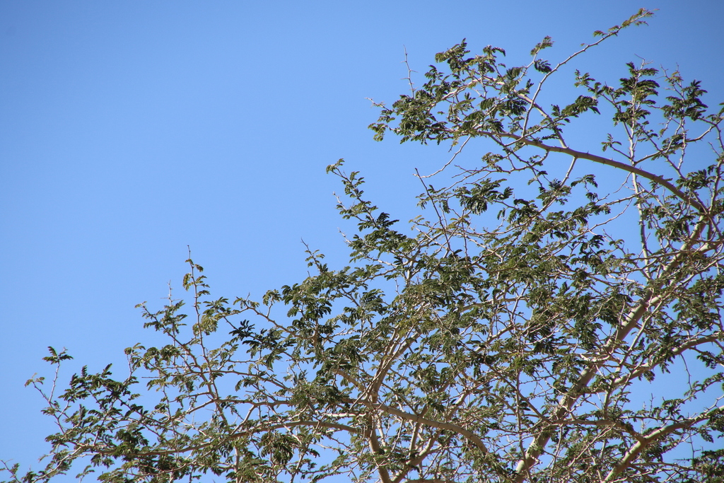 Ana tree from Khomas, Namibie on June 7, 2024 at 11:12 AM by sylb ...