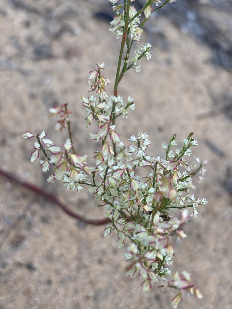 Tall Jointweed from Lake Apopka Restoration Area Trail, Astatula, FL ...