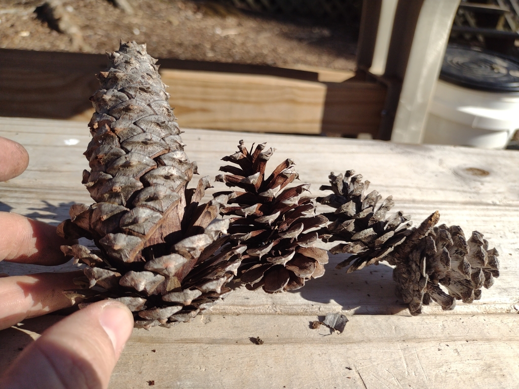 Pinus echinata × taeda in January 2025 by Lee Kelly. First picture ...