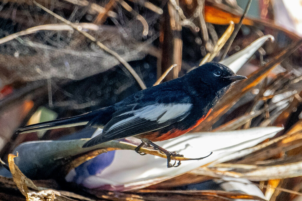 Painted Redstart from La Playa, San Diego, CA, USA on January 9, 2025 ...