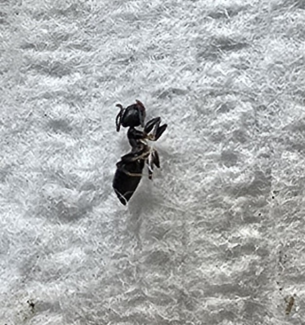 albipes-group Pale-footed Ants from Papaikou, HI 96781, USA on January ...